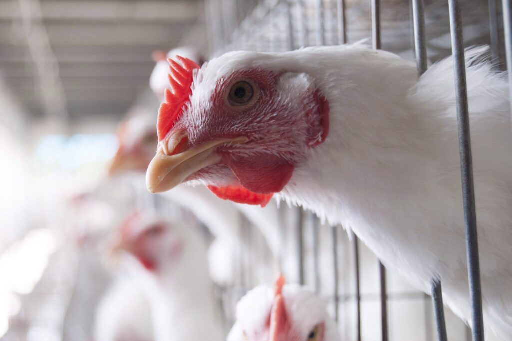 Fraudulently labelled American chicken is flooding into Canada, farmers ...